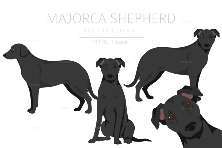 Majorca Shepherd dog clipart