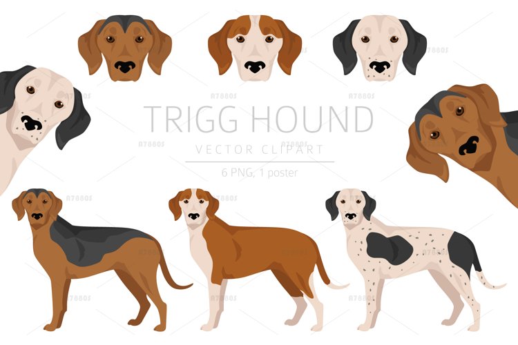 Trigg Hound clipart