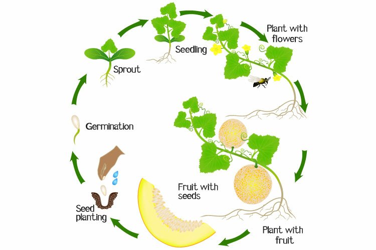 A growth cycle of a yellow melon plant on a white background