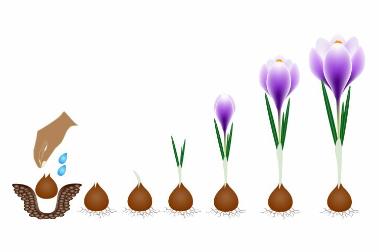 Cycle of growth of a crocus plant isolated on a white.