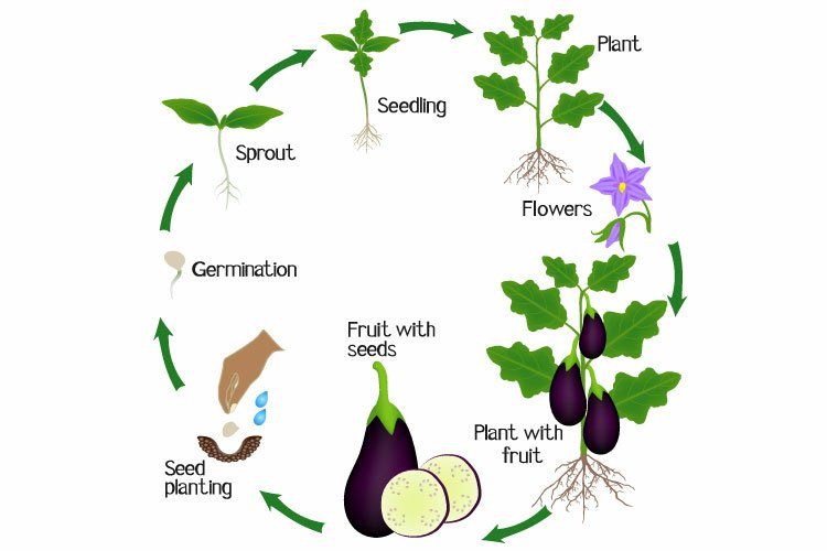 Cycle of a eggplant plant growth isolated on white.