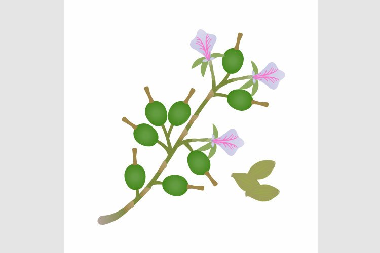 True cardamom branch with fruits and flowers on a white.