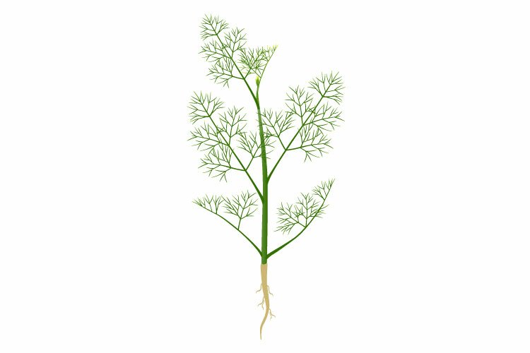 Dill plant with roots on a white background.