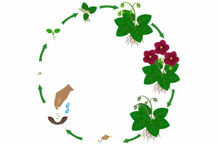 Life cycle of saintpaulia violets plant on a white.