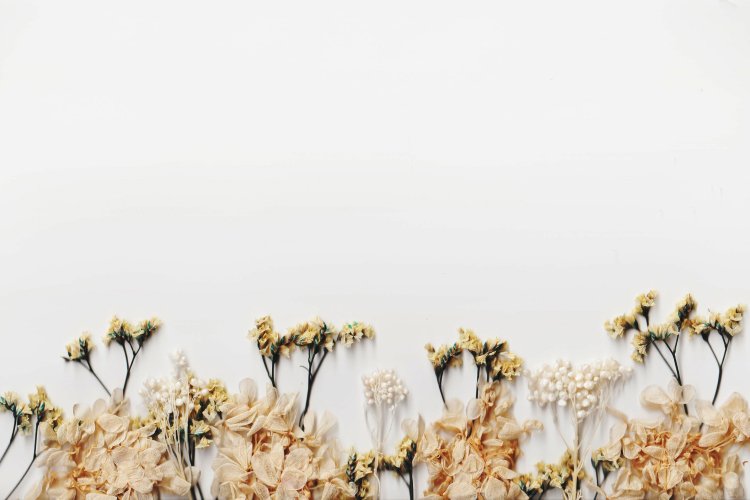 Photo dried flowers photo background (2449435)