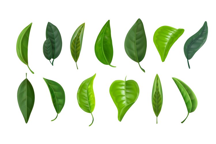 Realistic green leaves. Spring plant and forest tree isolate