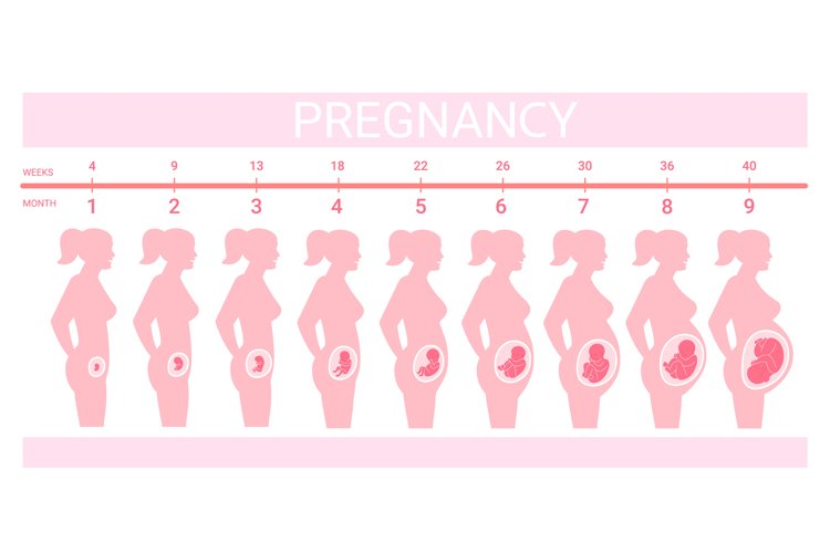 Pregnancy Development Belly Pregnancy Development Belly