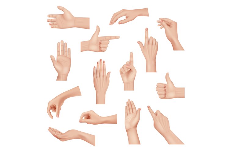 Hands gestures. Realistic detailed anatomic people body part