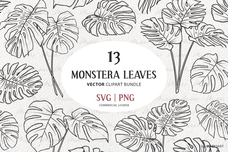 13 Eucalyptus Leaves Vector Clipart. SVG Plant (2429963)