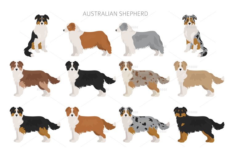 Australian Shepherd Drawing | Design Bundles
