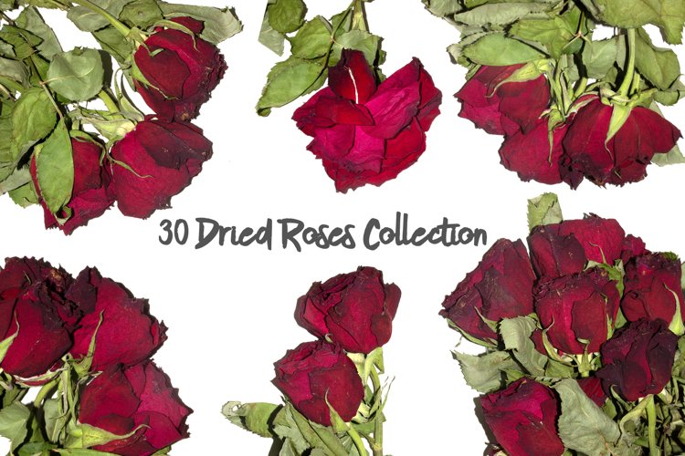 30 Dead Red Roses Floral Flower Background Dried Sadness