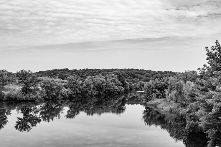 Grass swamp reed growing on shore reservoir in countryside