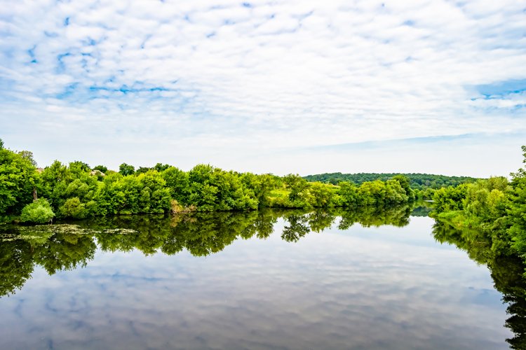 Grass swamp reed growing on shore reservoir in countryside