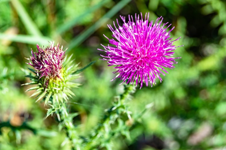 Fine wild growing flower on background meadow