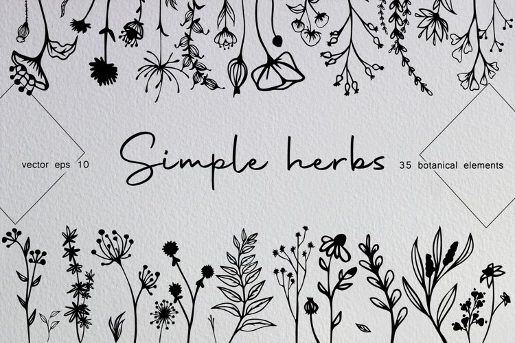 herbs, leaves, flowers of berries,botanical elements,linear