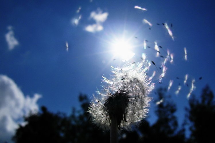 Dandelions, fluff, wind, Moscow, Russia,