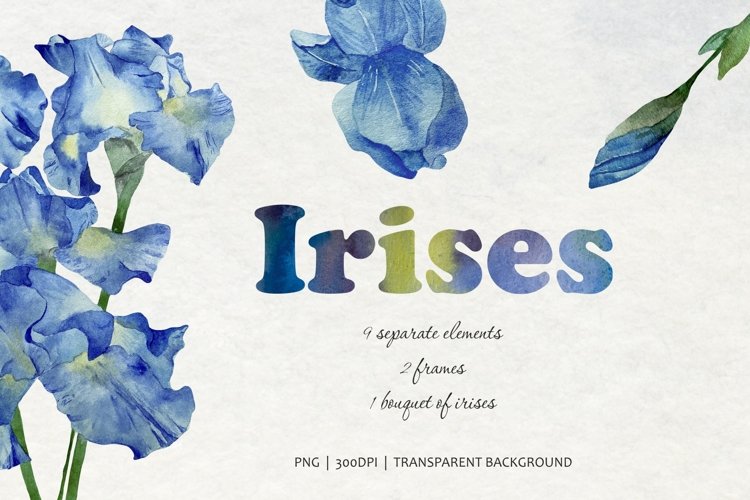 Watercolor Illustration Of Blue Irises, Floral Clipart PNG (701479 ...