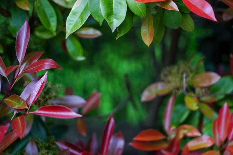 Nature forest background. Frame multicolored tree leaves