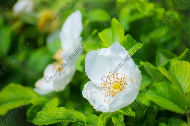 Stock Photo - Blooming white rosehip spring day (747795)