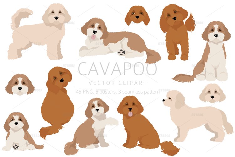 Cavapoo clipart (1312692) | Illustrations | Design Bundles