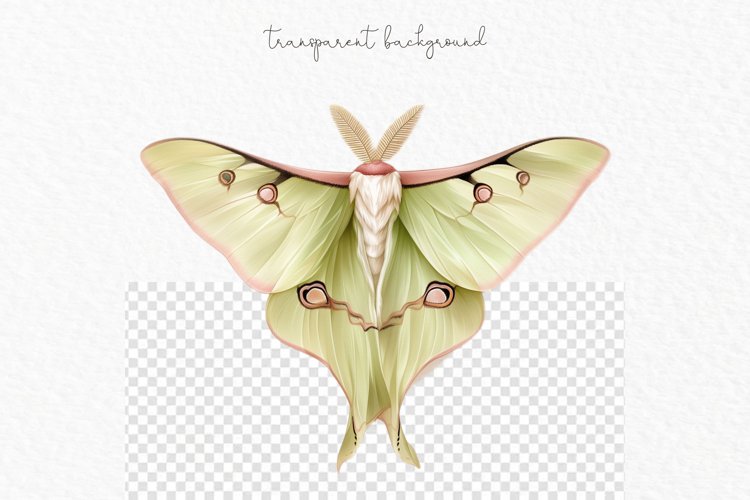 Luna moth watercolor clipart