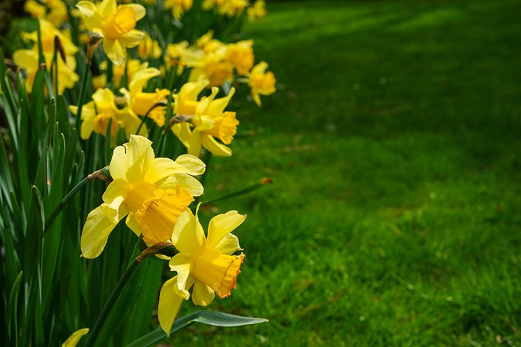 Amazing Yellow Daffodils flower field in green garden