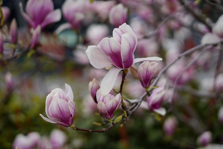 magnolia tree blossom in springtime. tender pink flowers