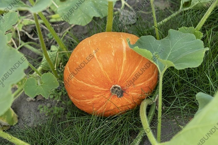 harvest of orange pumpkins on a bed in the garden (2234665)