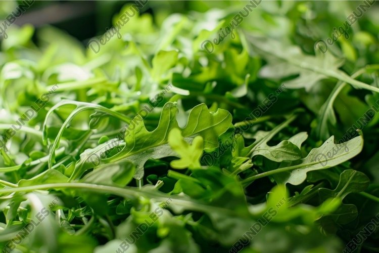 Fresh green arugula leaves forming arugula background