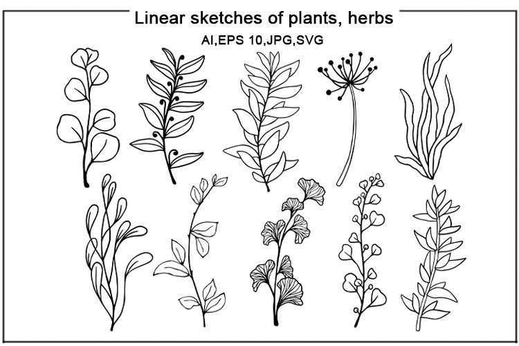 Set of linear sketches of plants,meadow herbs