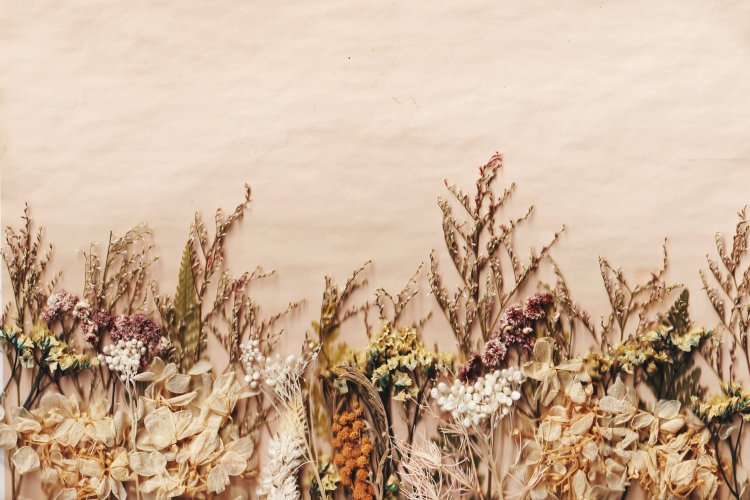 Photo dried flowers photo background (2449398)