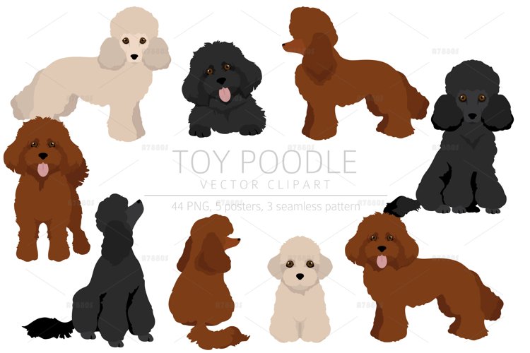 Toy poodle clipart