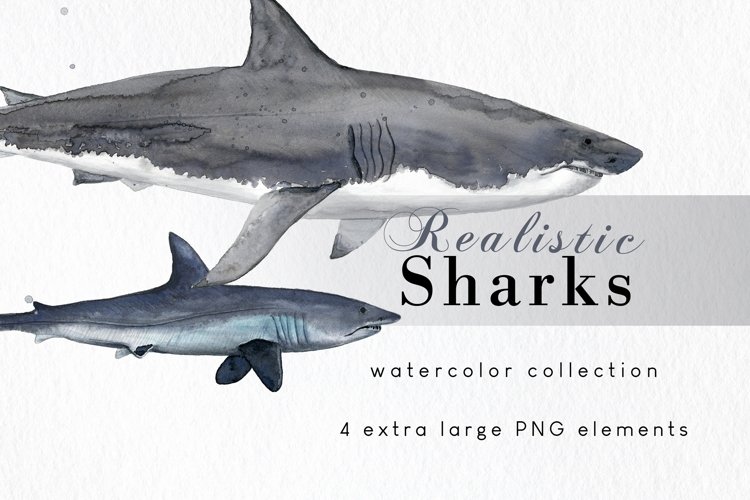 Watercolor Shark PNG Clipart (374061) | Illustrations | Design Bundles