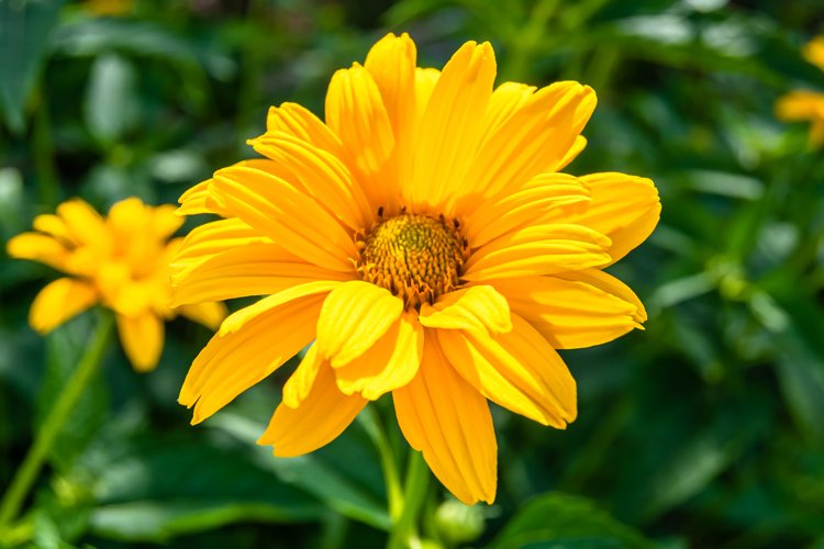 Fine wild growing flower on background meadow