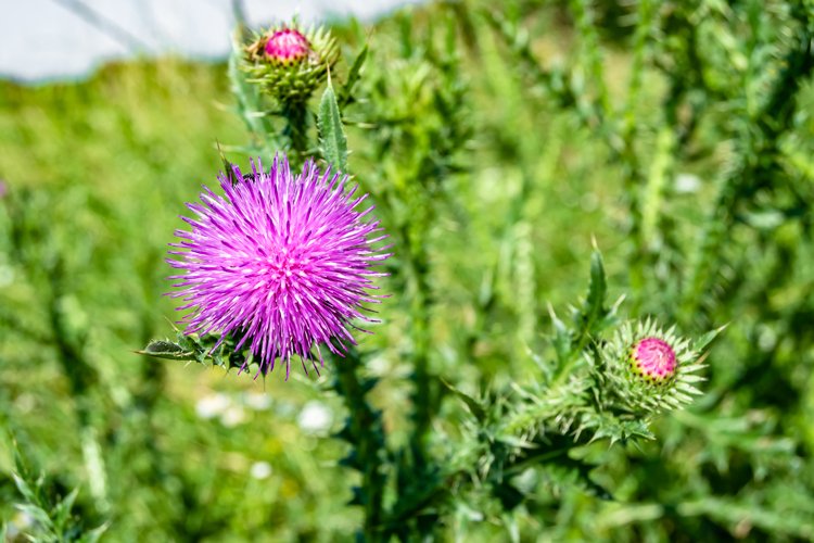 Fine wild growing flower on background meadow