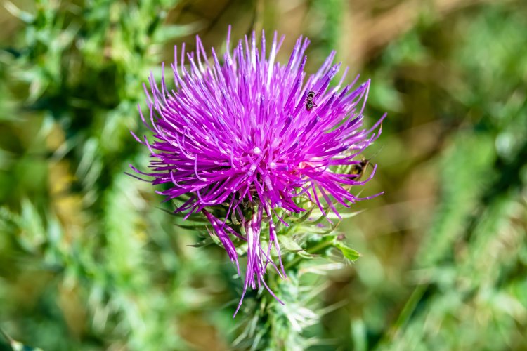 Fine wild growing flower on background meadow