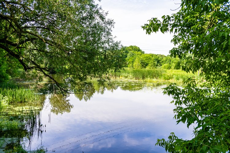 Grass swamp reed growing on shore reservoir in countryside