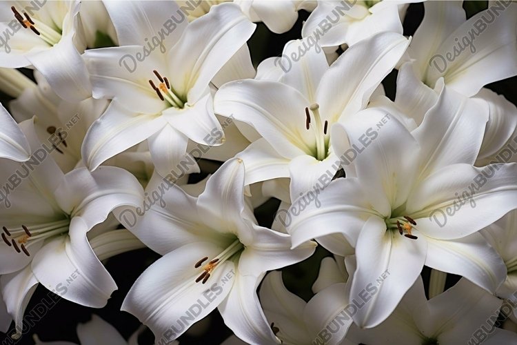 Elegant close-up of pure white lilies in full bloom with det
