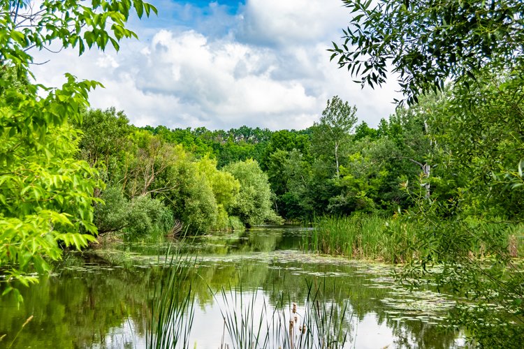 Grass swamp reed growing on shore reservoir in countryside