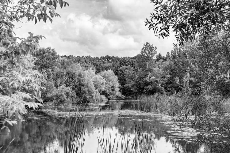 Grass swamp reed growing on shore reservoir in countryside