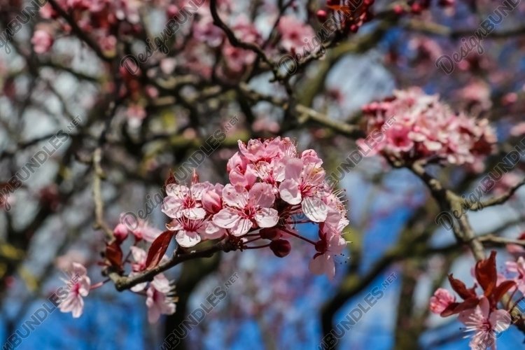 Beautiful background of flowering trees (1755307)