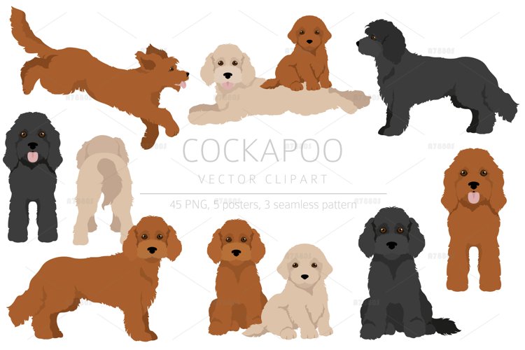 Cockapoo clipart (1358955)
