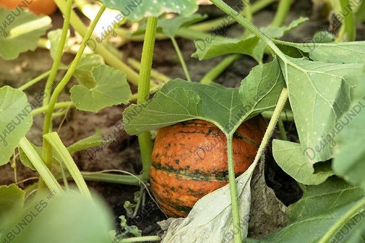 harvest of orange pumpkins on a bed in the garden (2234668)