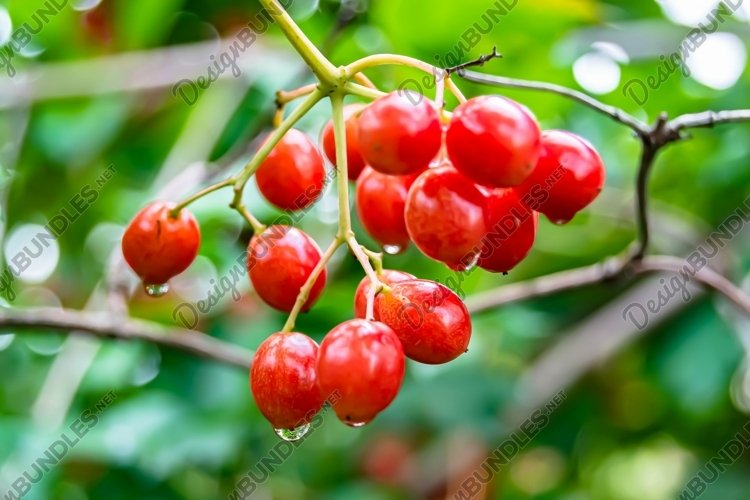 SET photography on theme beautiful sour berry viburnum