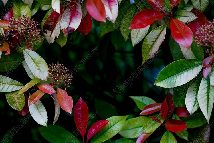 Nature forest background. Frame from multicolored leaves
