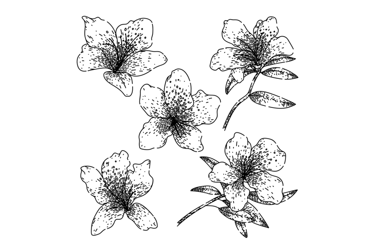 azalea set sketch hand drawn (6557184)