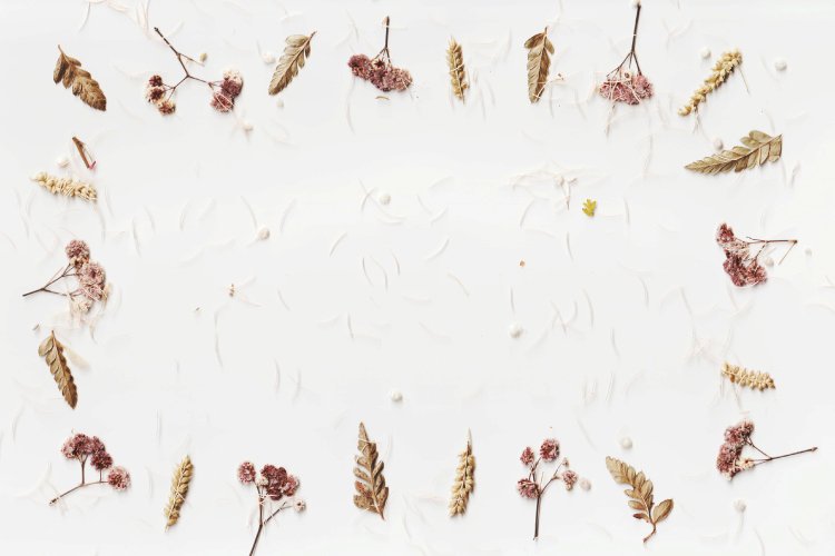 Background pattern photo of dried flowers and dry (2452993)