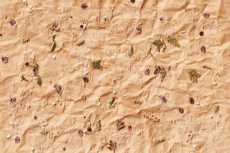 Dried flowers and leaves on a textured paper (2453003)