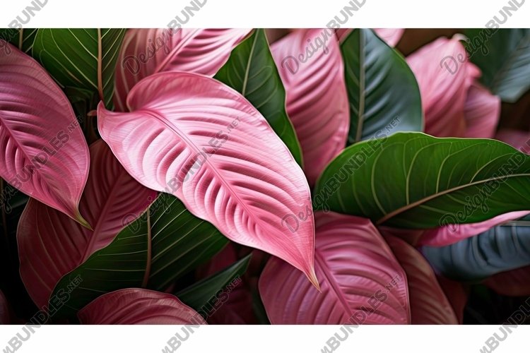intricate pink foliage
