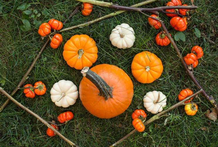 Different type of pumpkin